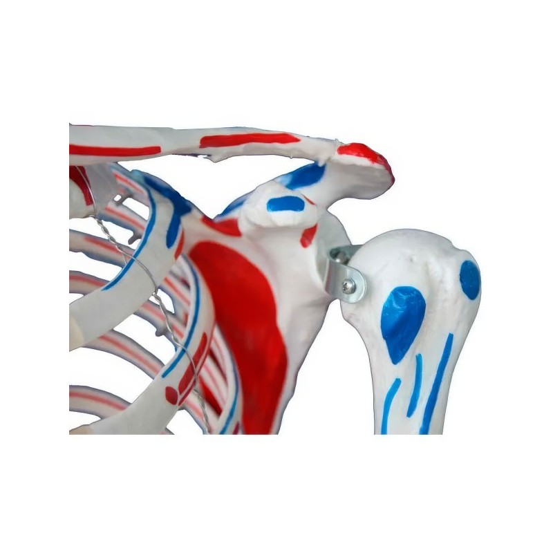 SQUELETTE NORBERT PREMIUM