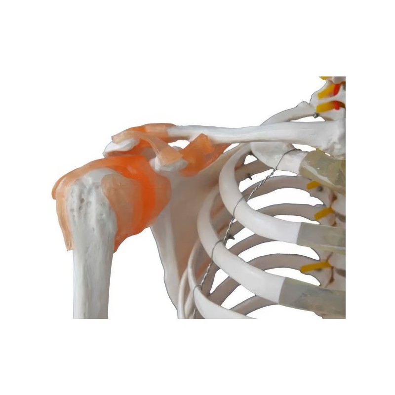 SQUELETTE NORBERT PREMIUM